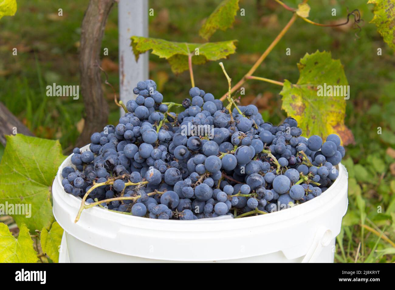 Grapes bucket hi-res stock photography and images - Alamy