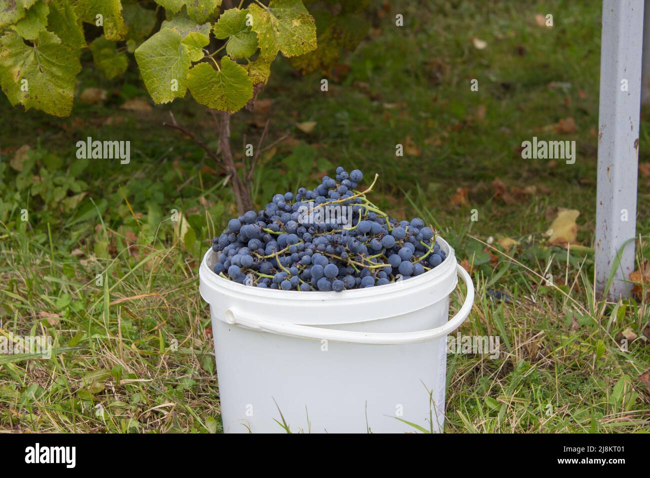 Bucket of grapes hi-res stock photography and images - Alamy