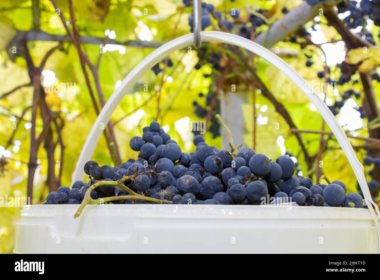 bucket in the Vineyard Stock Photo - Alamy