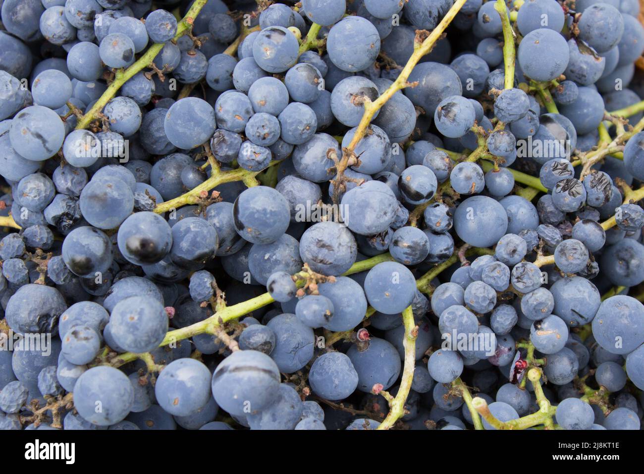 Grape variation hi-res stock photography and images - Alamy