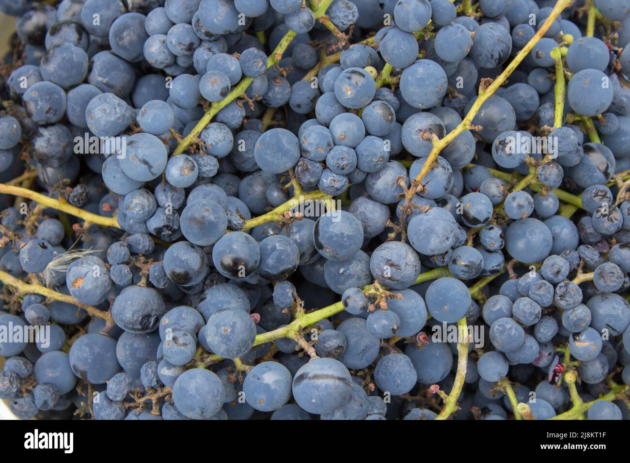 Small clusters of grapes hi-res stock photography and images - Alamy