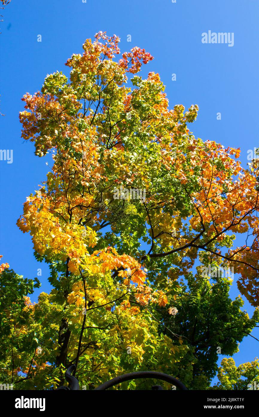 Turned yellow hi-res stock photography and images - Alamy