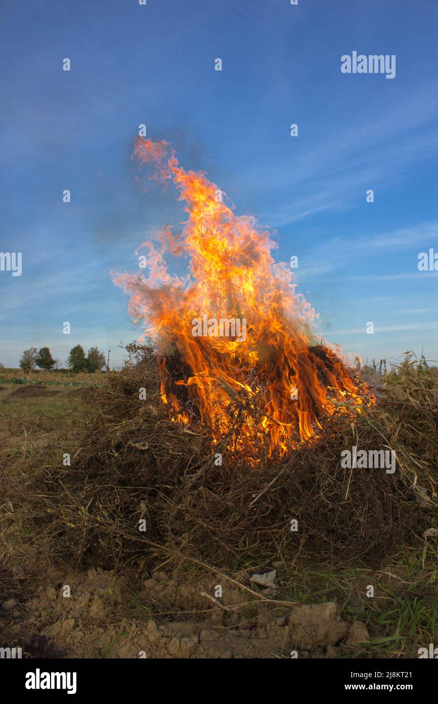 Fire weed hi-res stock photography and images - Alamy