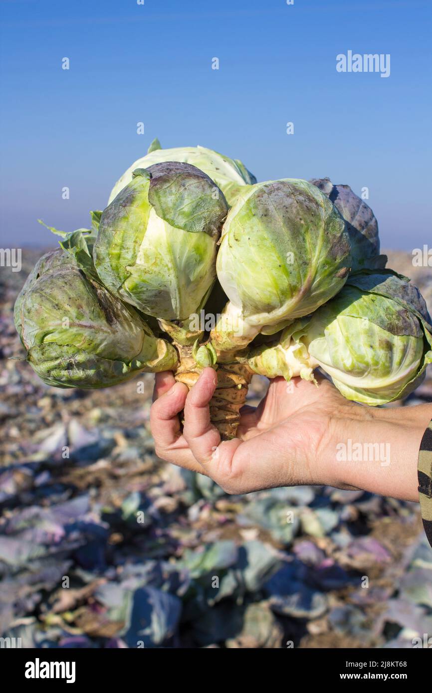 during harvest cabbage farmer holding a cabbage hybrid with small Stock ...