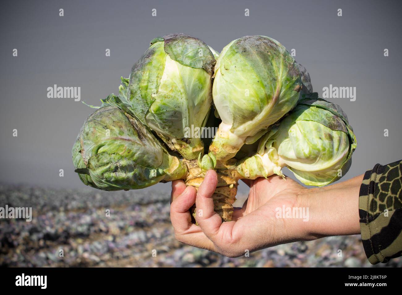 Cabbage harvest to hold after chemical treatment Stock Photo - Alamy