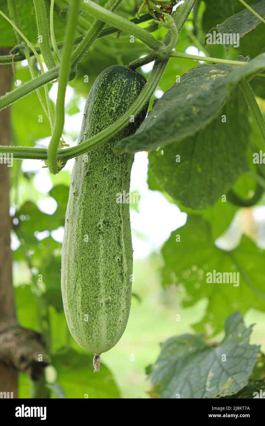 tasty and healthy fresh cucumber on tree in farm for harvest Stock ...