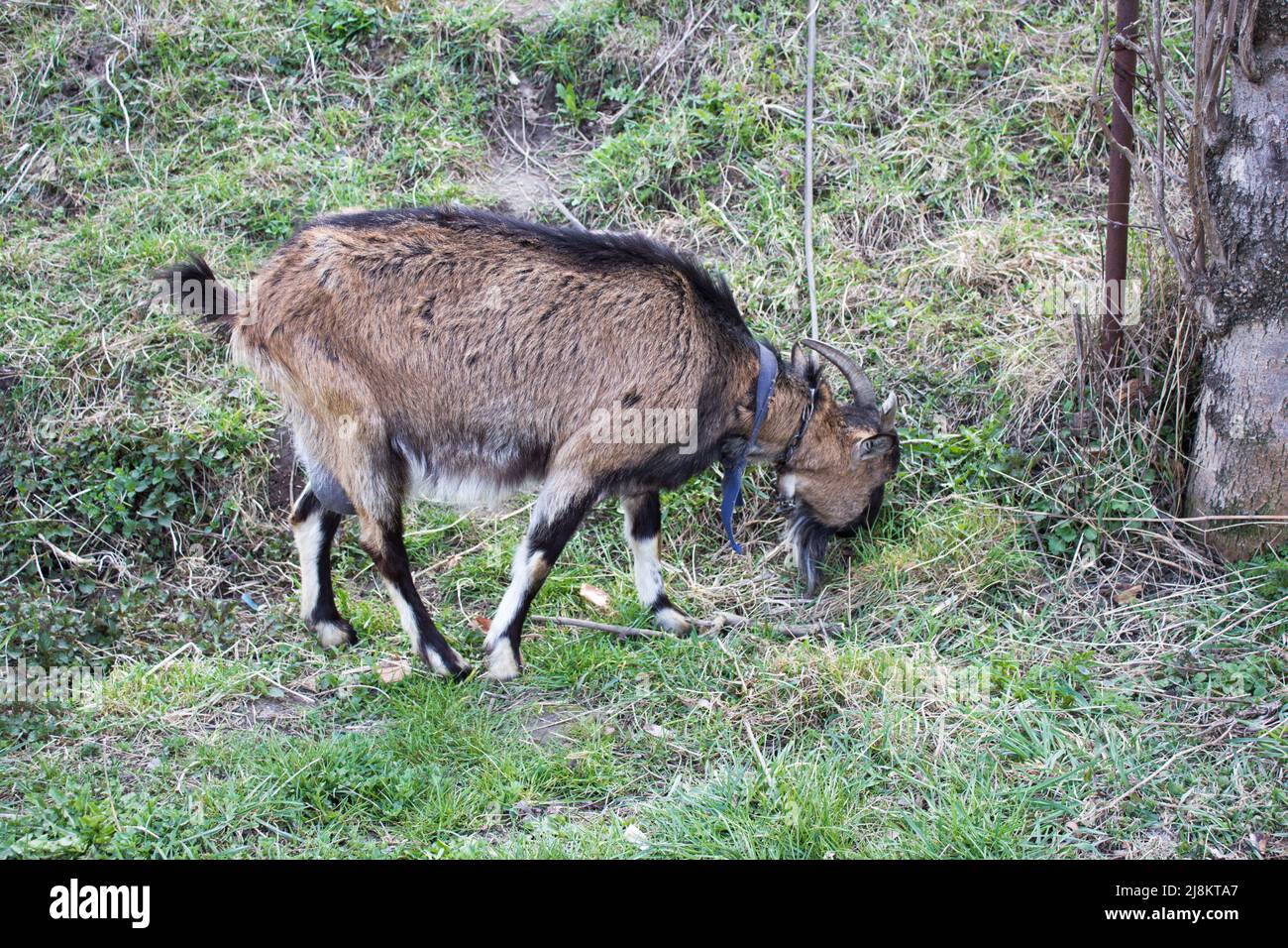 Goat backgrounds hi-res stock photography and images - Alamy