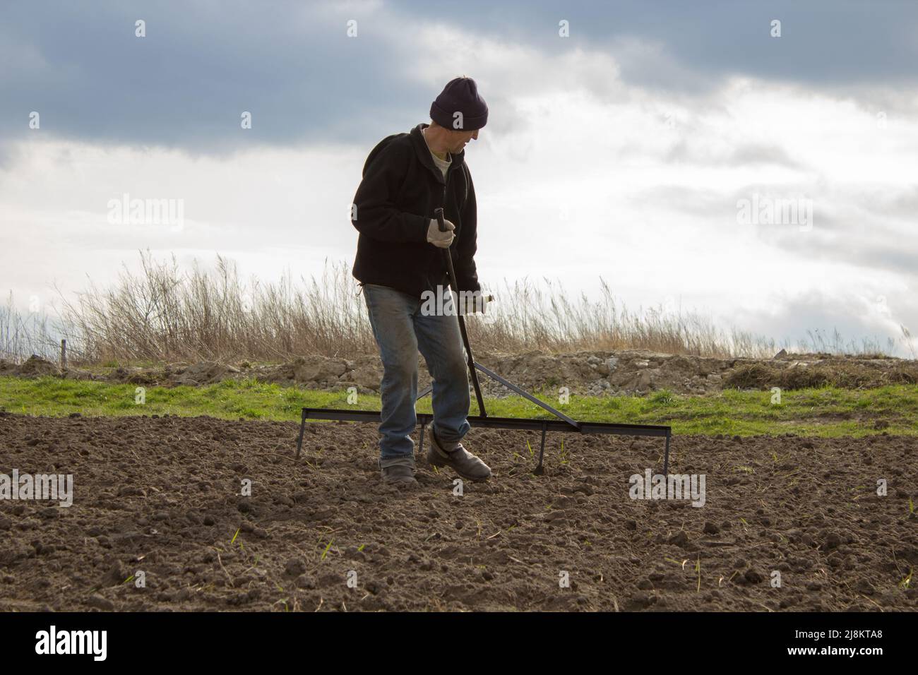 grandfather rake makes tracks for planting potatoes Stock Photo - Alamy