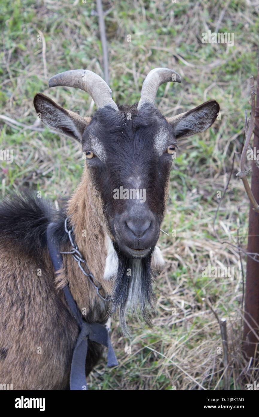 portrait of goat Stock Photo - Alamy