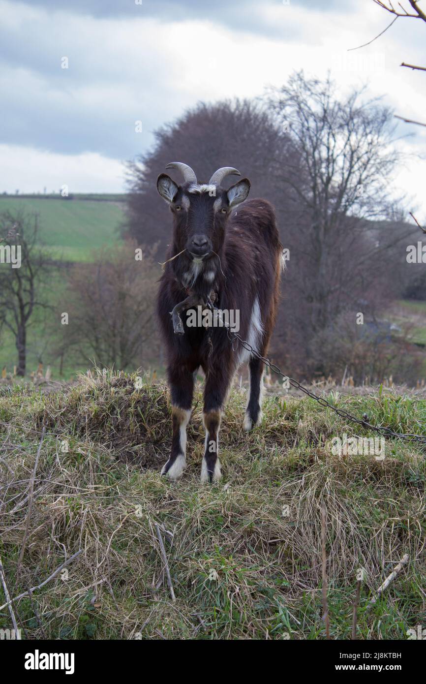 Black goat hair hi-res stock photography and images - Alamy