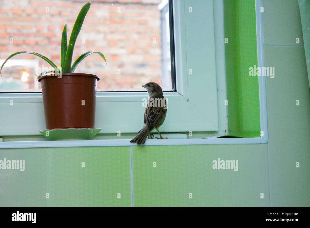 sparrow on the window Stock Photo - Alamy