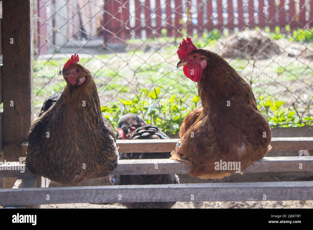 Rooster looking at camera hi-res stock photography and images - Alamy
