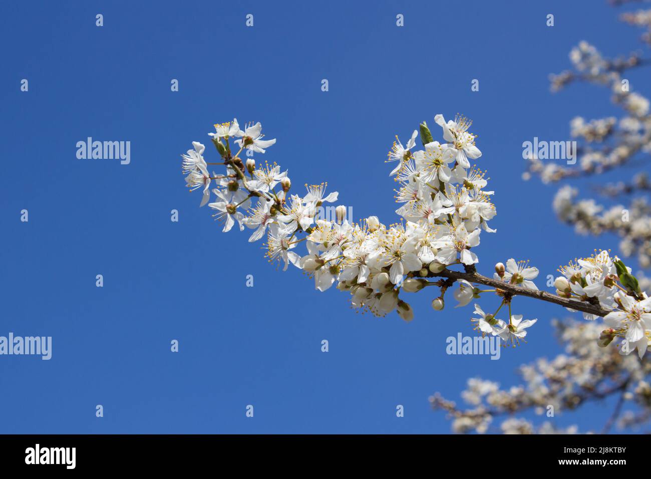 Cherry trees bloom hi-res stock photography and images - Alamy