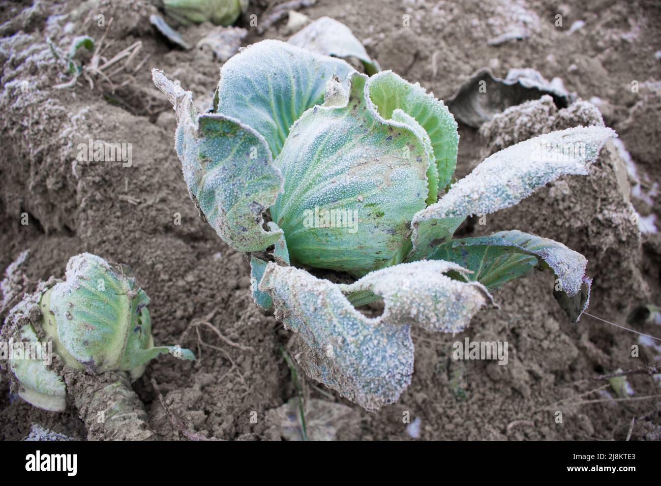 Frozen cabbage leaf hi-res stock photography and images - Alamy