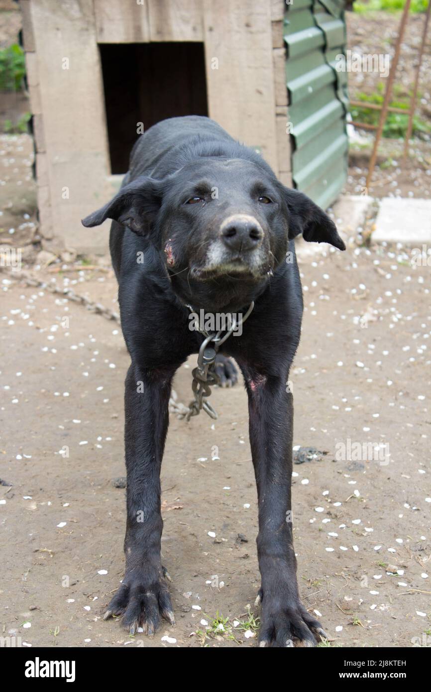 Stretched image hi-res stock photography and images - Alamy