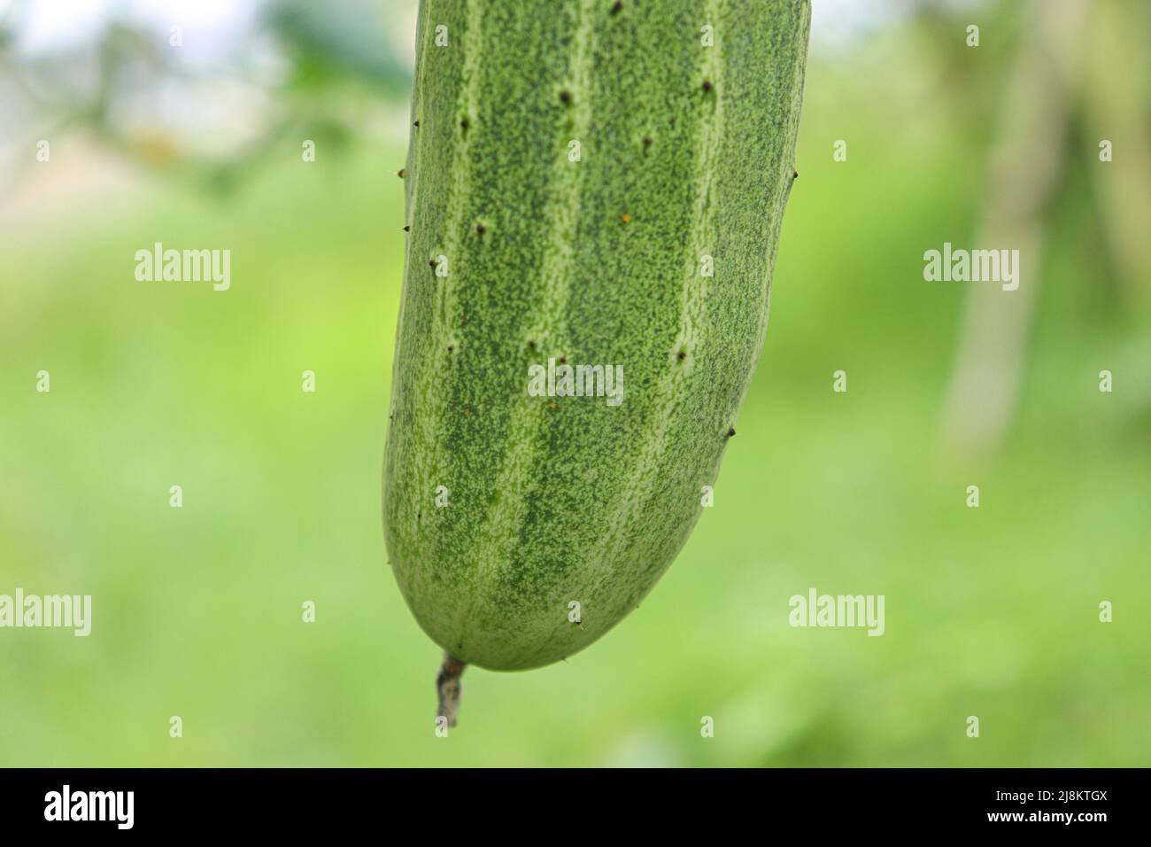tasty and healthy fresh cucumber on tree in farm for harvest Stock ...
