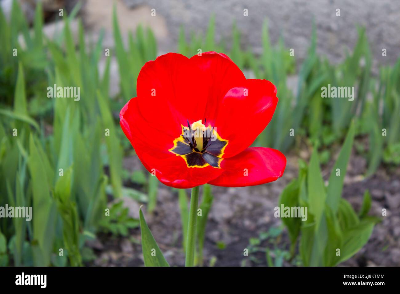 a garden grows one red tulip in spring Stock Photo - Alamy