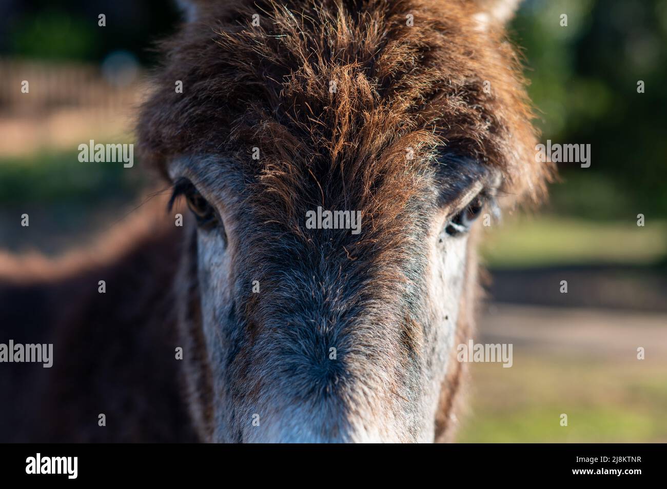 Donkey face hi-res stock photography and images - Alamy