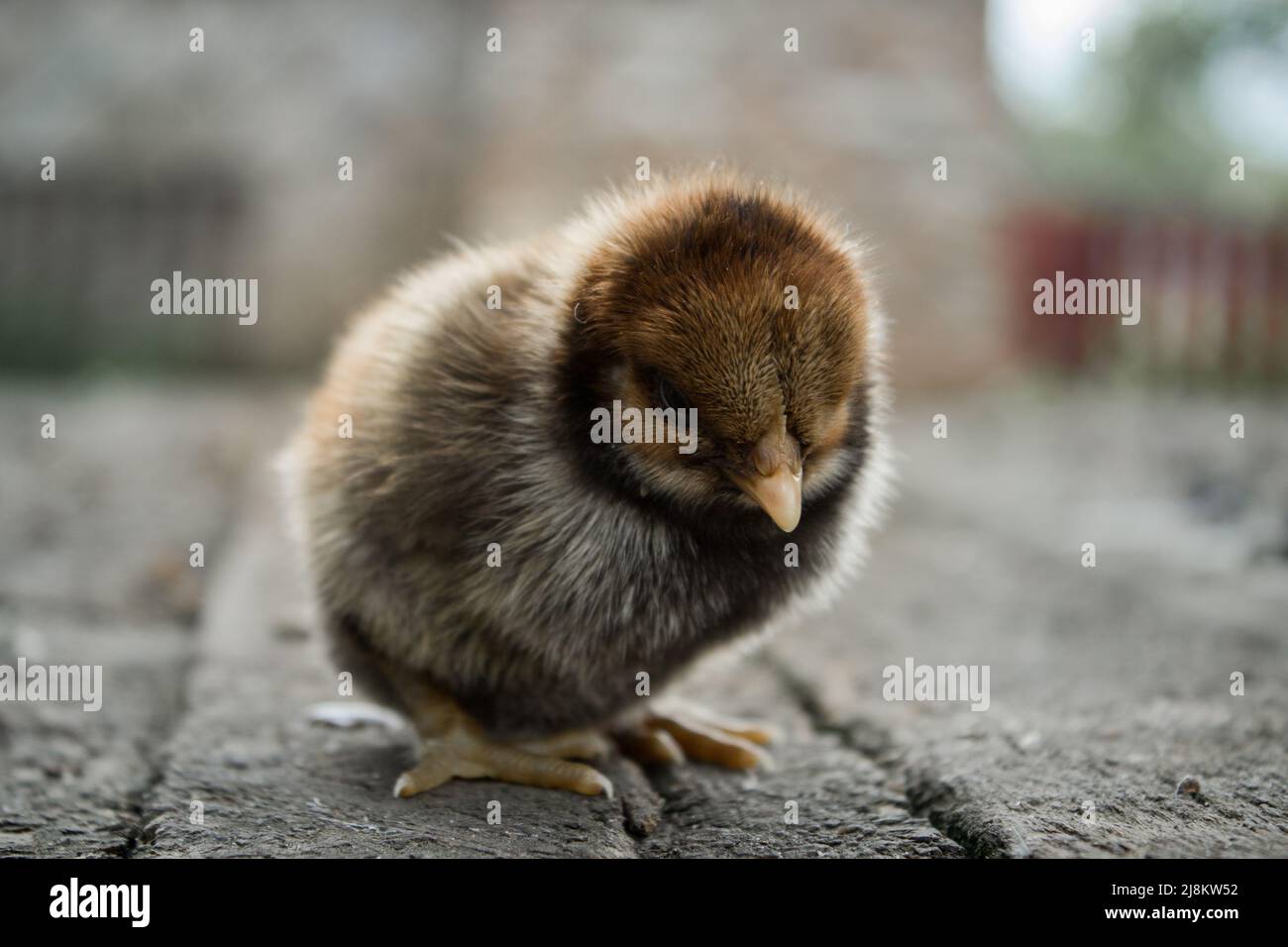 Little black hen hi-res stock photography and images - Alamy