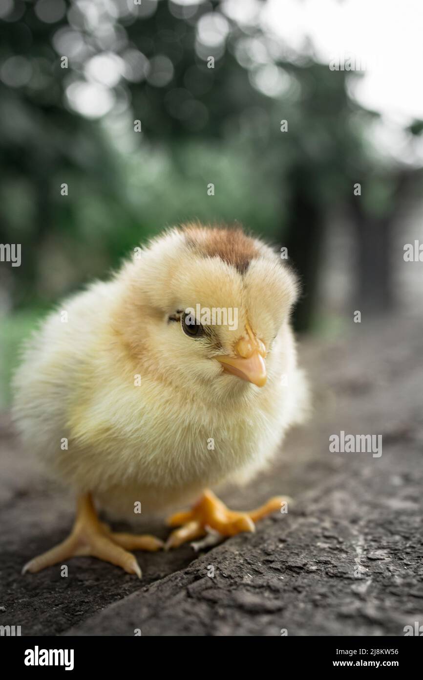Little fluffy birds hi-res stock photography and images - Alamy