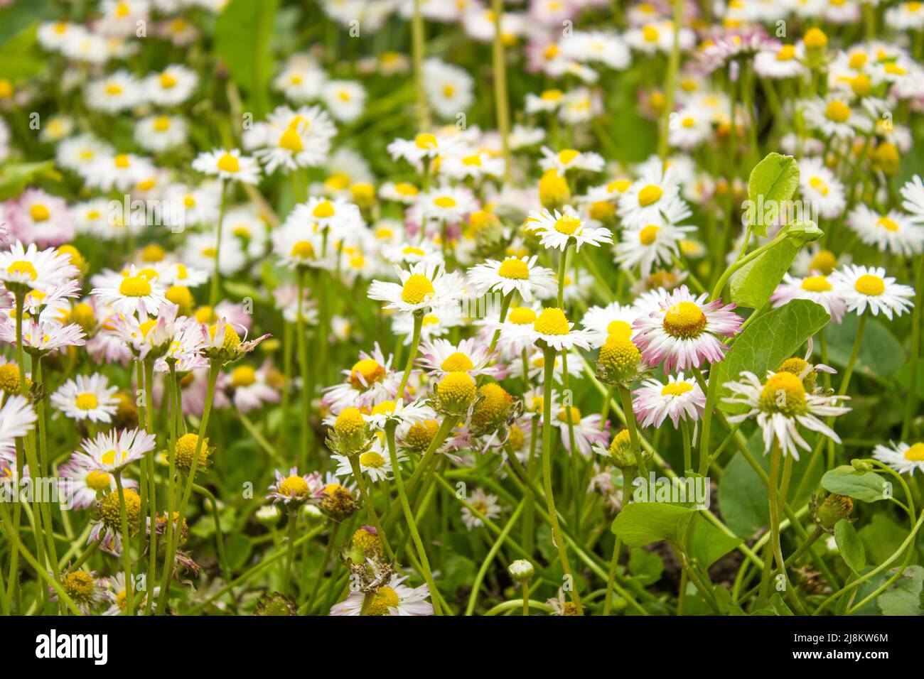 many colors of daisies Stock Photo - Alamy