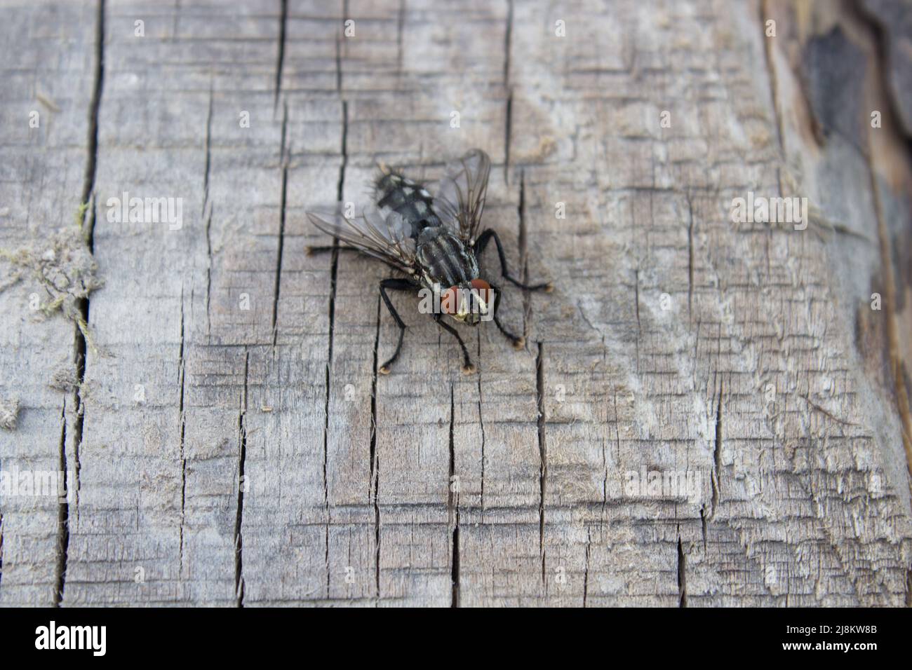 Summer flying insects hi-res stock photography and images - Alamy