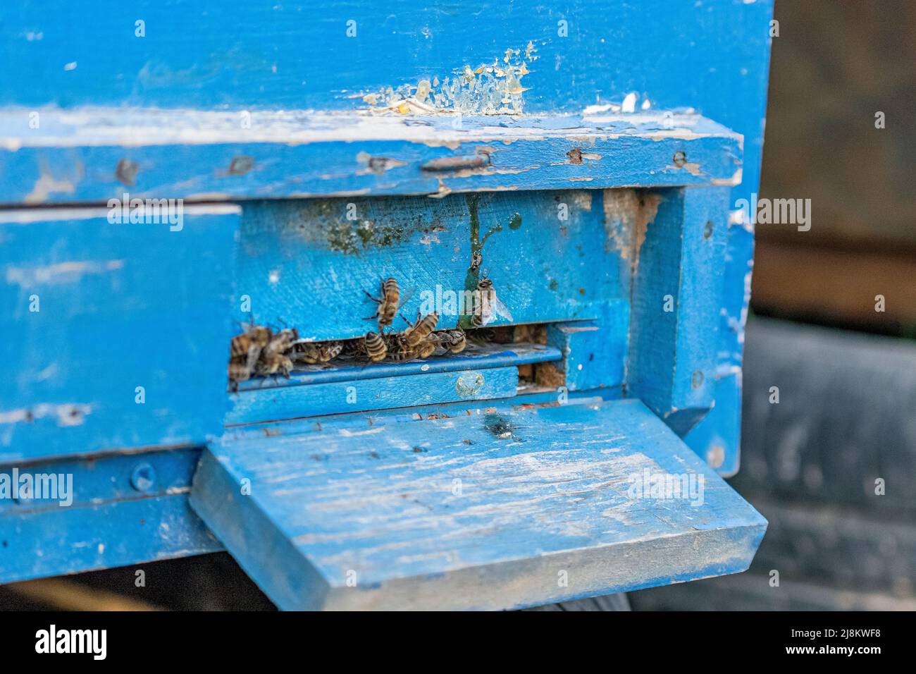 Selective focus shot of bees standing in front of blue beehive Stock ...