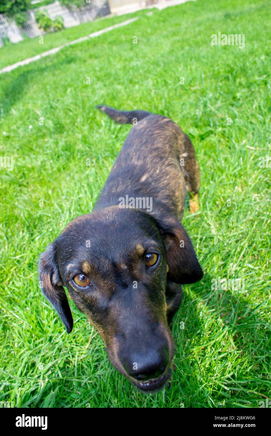 Photo from above dog Stock Photo - Alamy