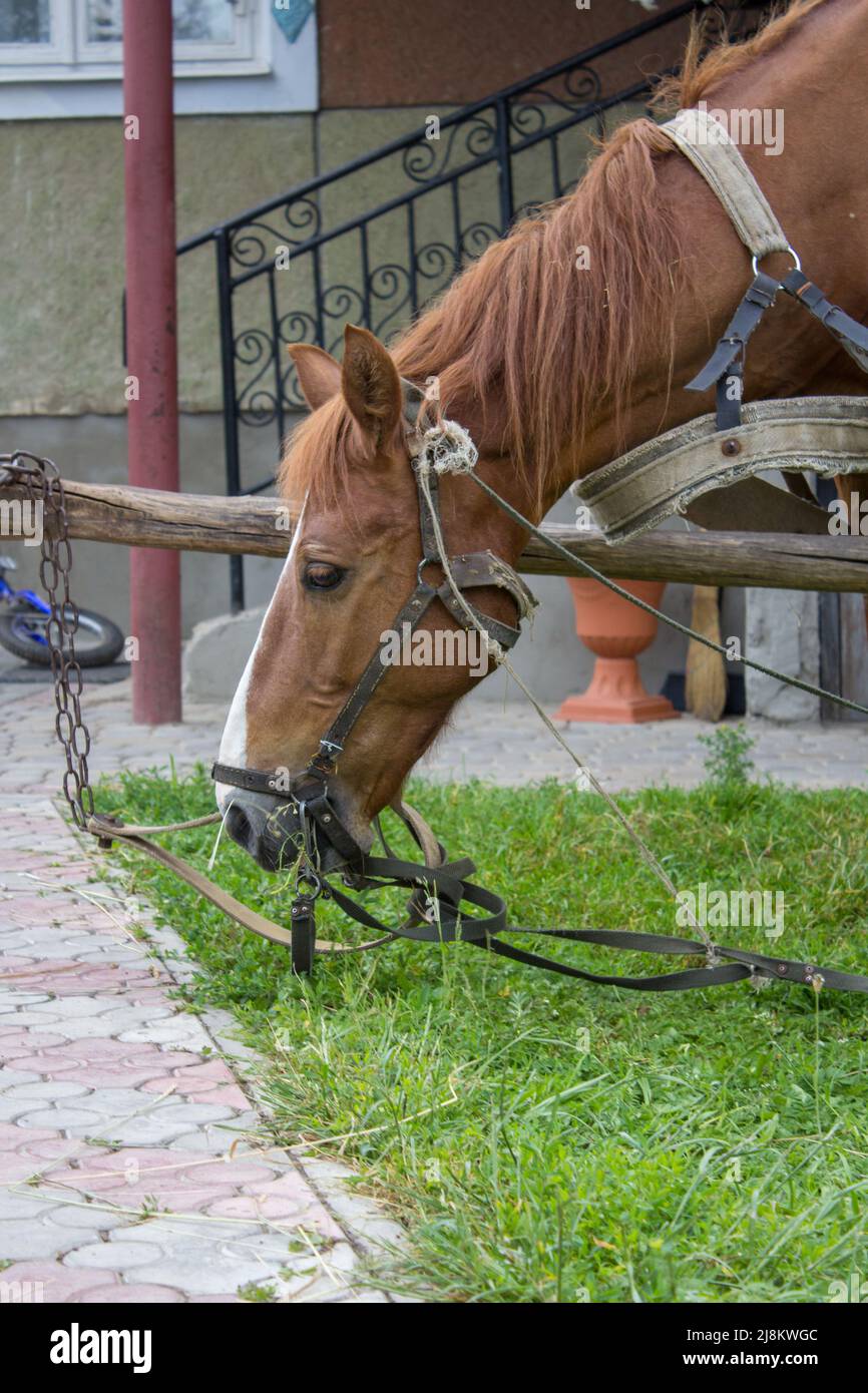 The horse is harnessed in the yard and grazes Stock Photo - Alamy