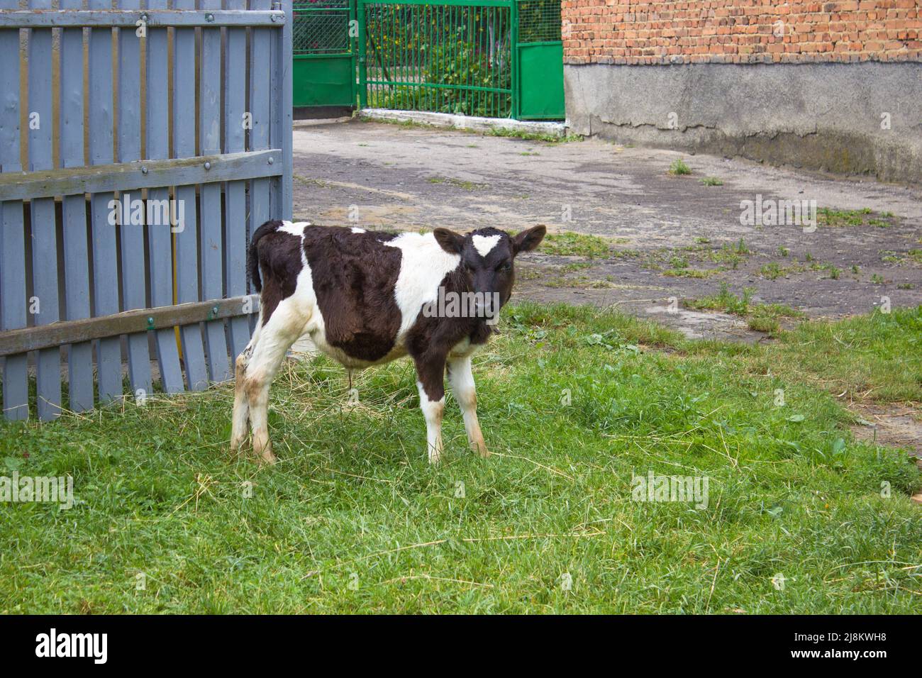 Healthy calf hi-res stock photography and images - Alamy