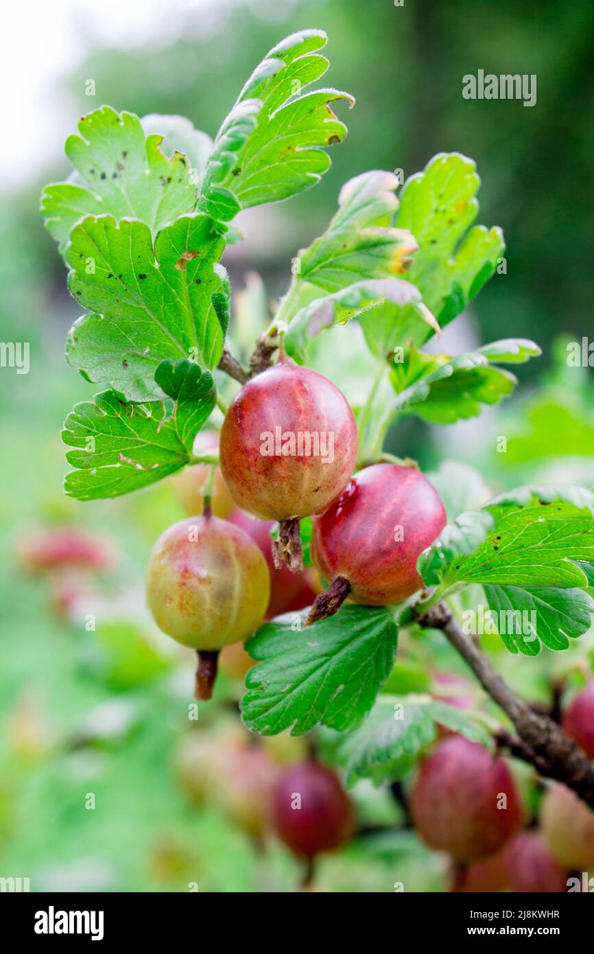 Gooseberry branch close up hi-res stock photography and images - Alamy