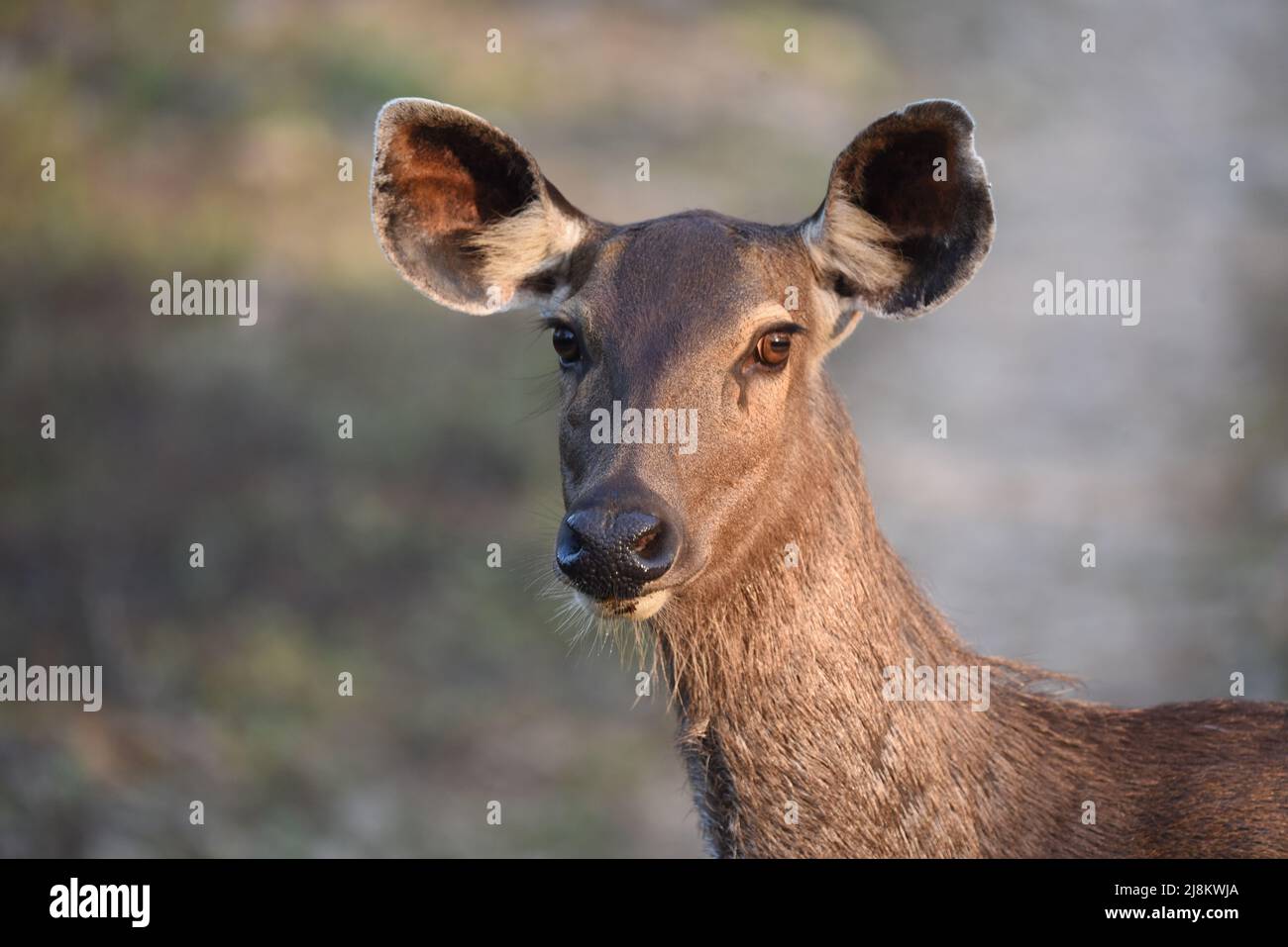 Philippine sambar hi-res stock photography and images - Alamy