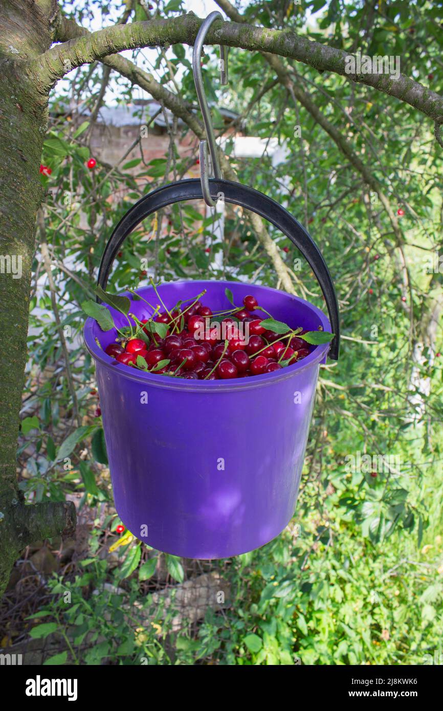 bucket of cherries on a tree Stock Photo - Alamy