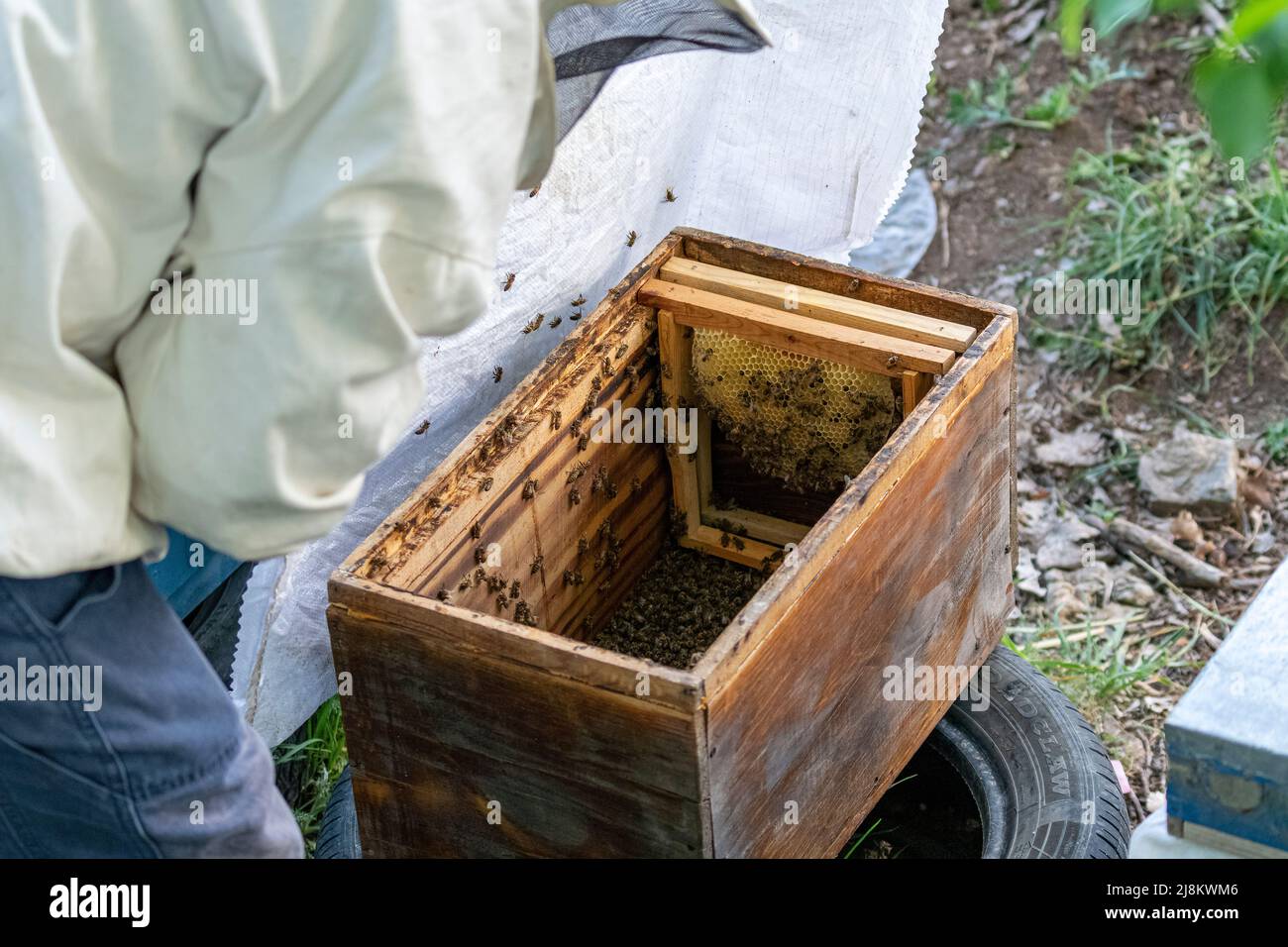 Bees in beehive beekeeper hi-res stock photography and images - Alamy
