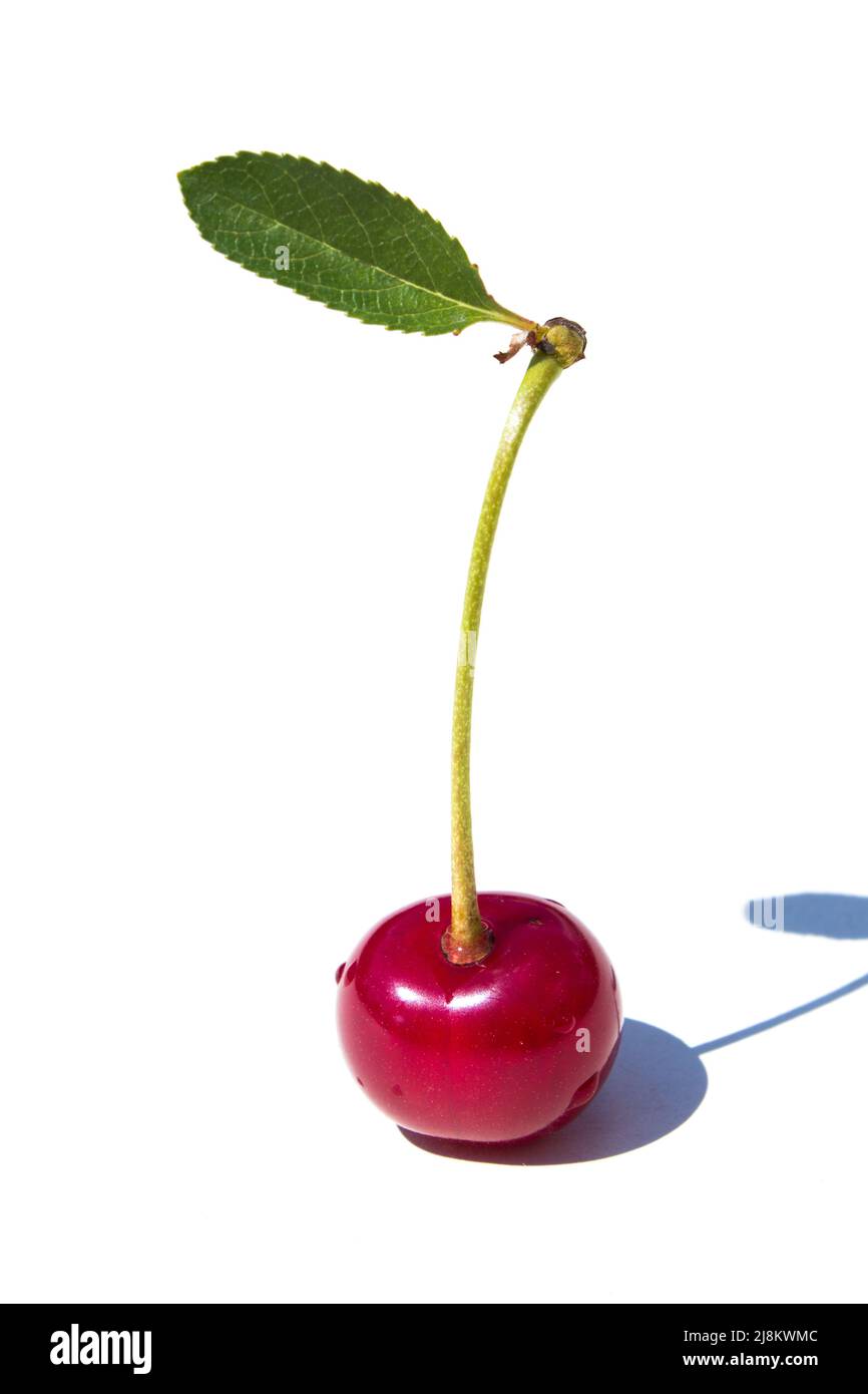 Eating cherry tree Cut Out Stock Images & Pictures - Alamy