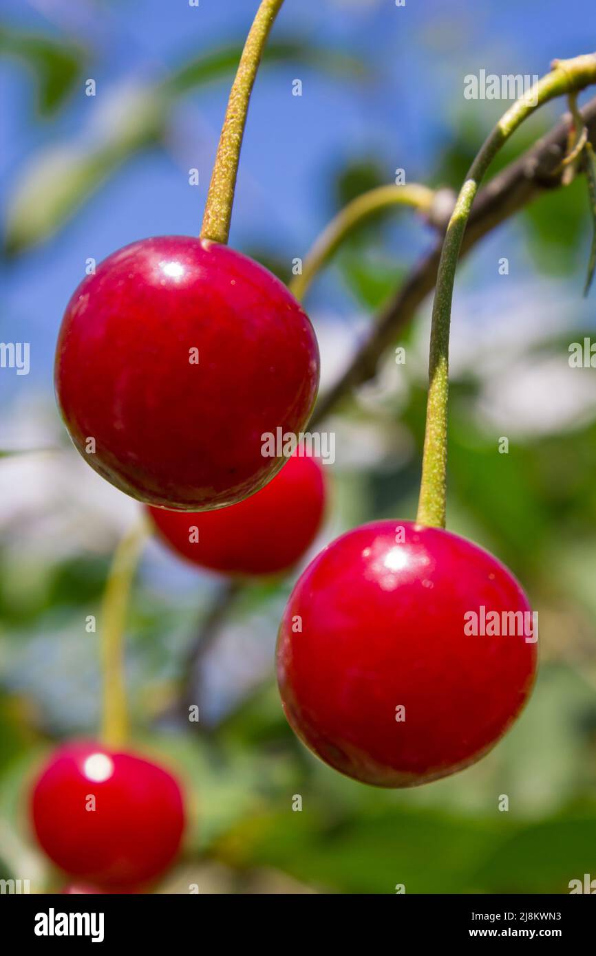 Ripe cherries at a twig hi-res stock photography and images - Alamy
