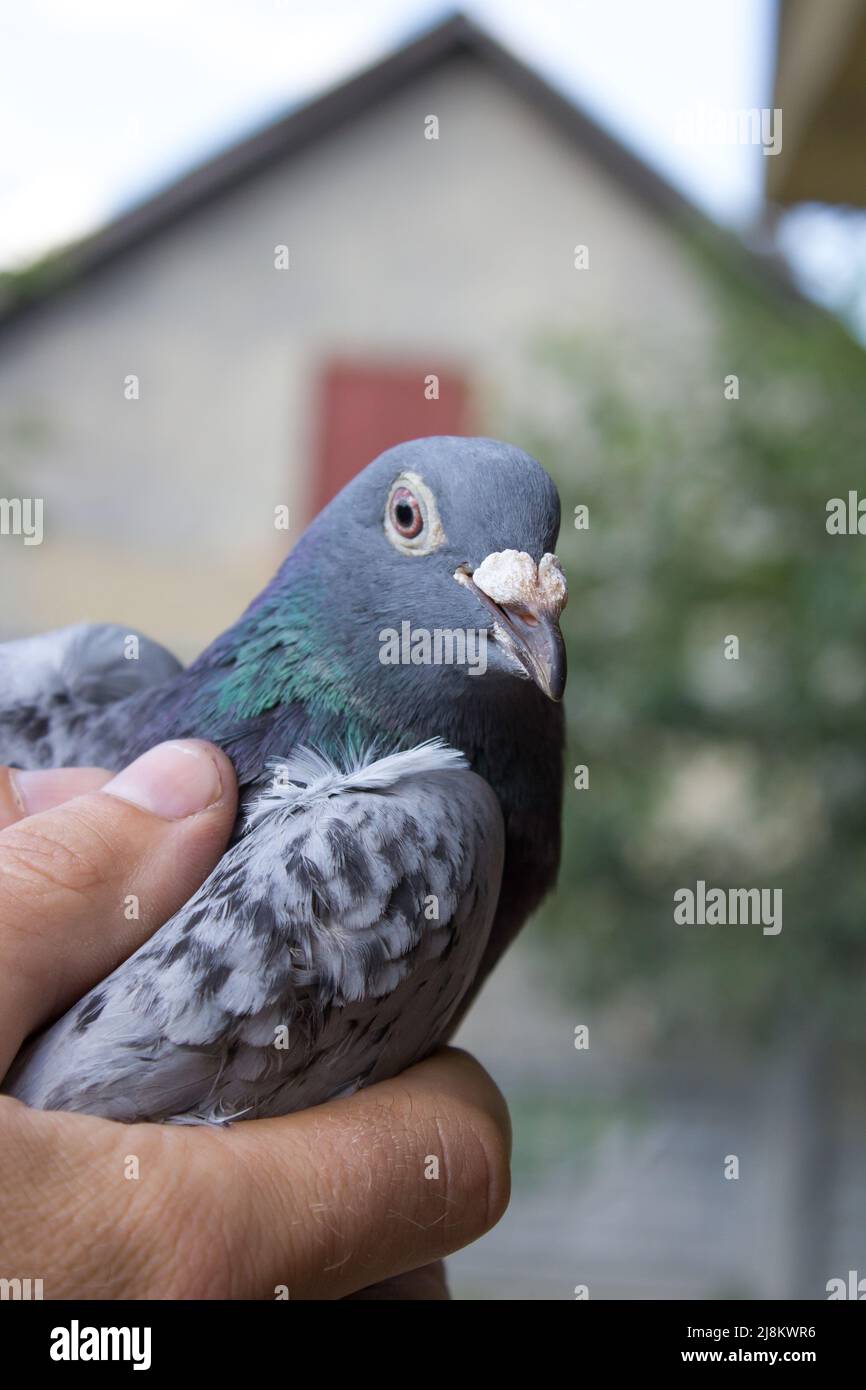 dove in hand Stock Photo - Alamy