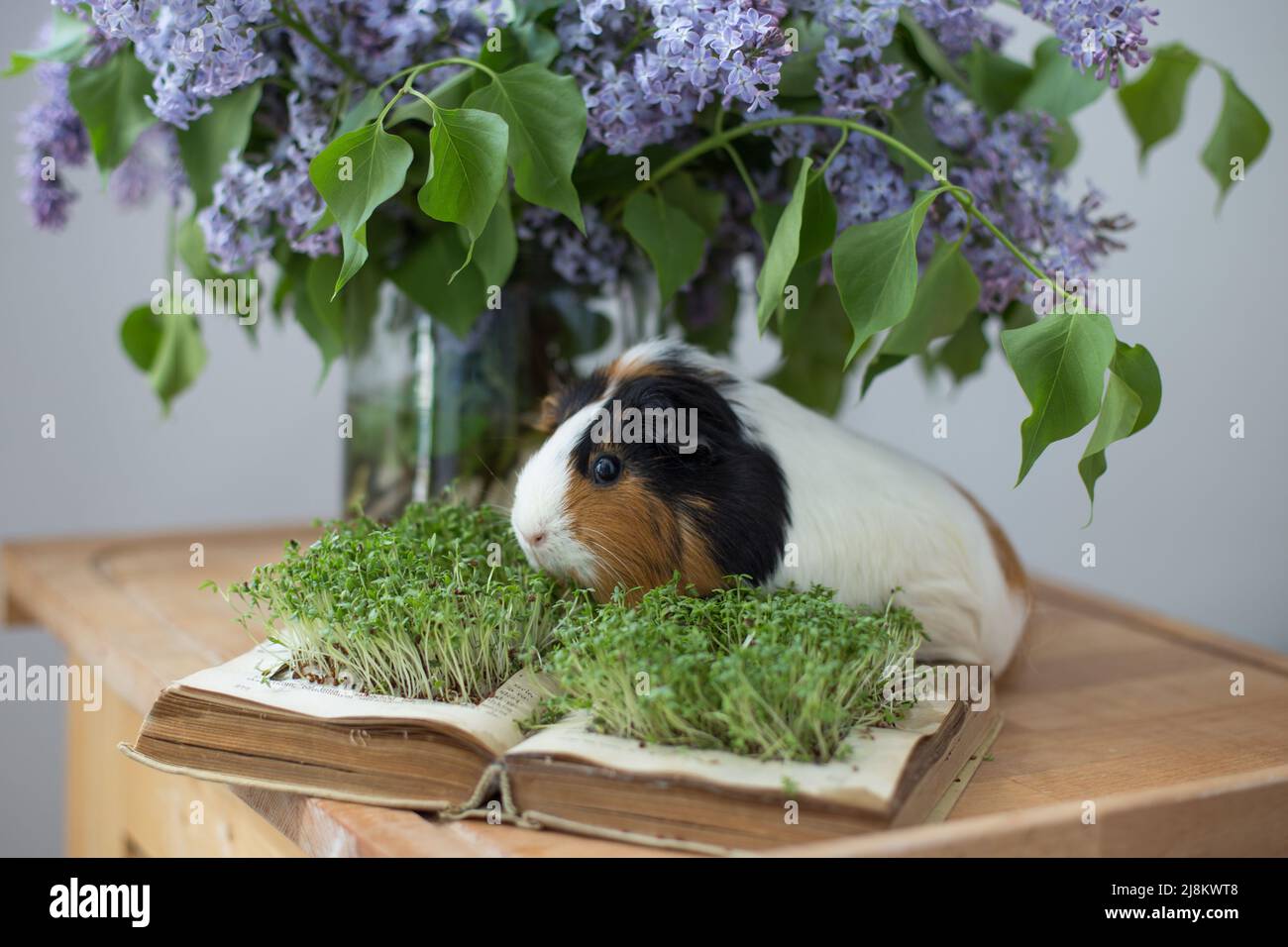 Happy rodent hi-res stock photography and images - Alamy