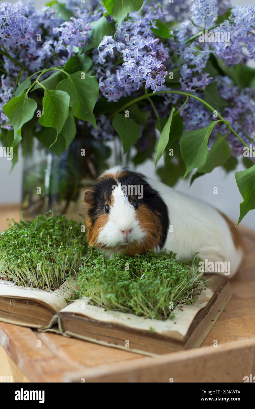 Happy rodent hi-res stock photography and images - Alamy