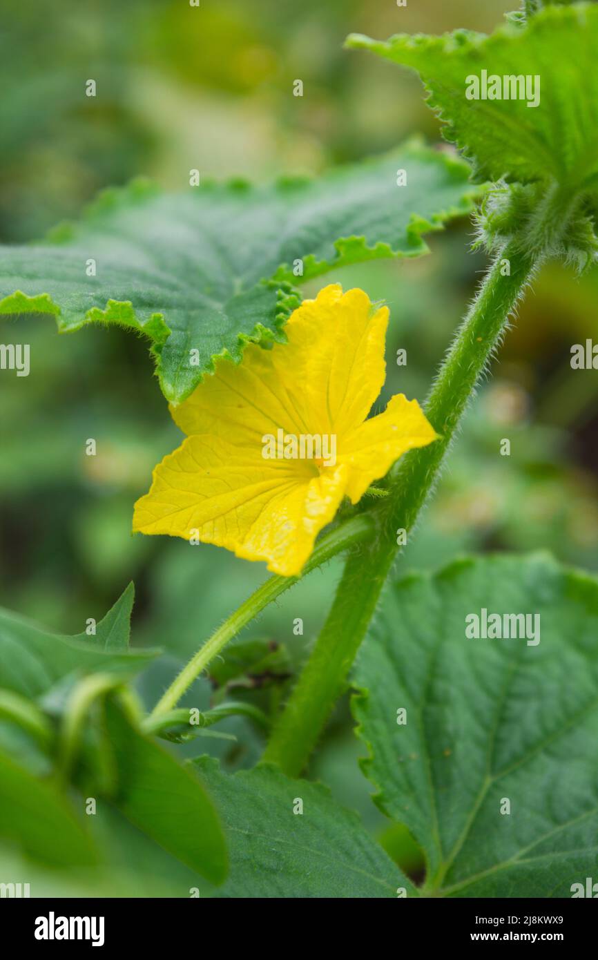 Cucumber head hi-res stock photography and images - Alamy