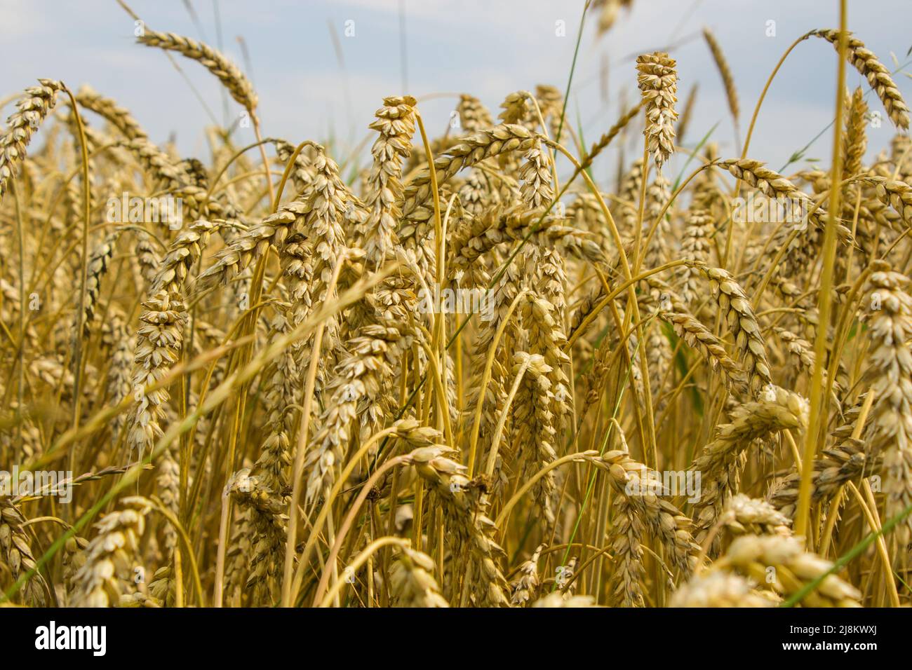 Spikelets wheat hi-res stock photography and images - Alamy