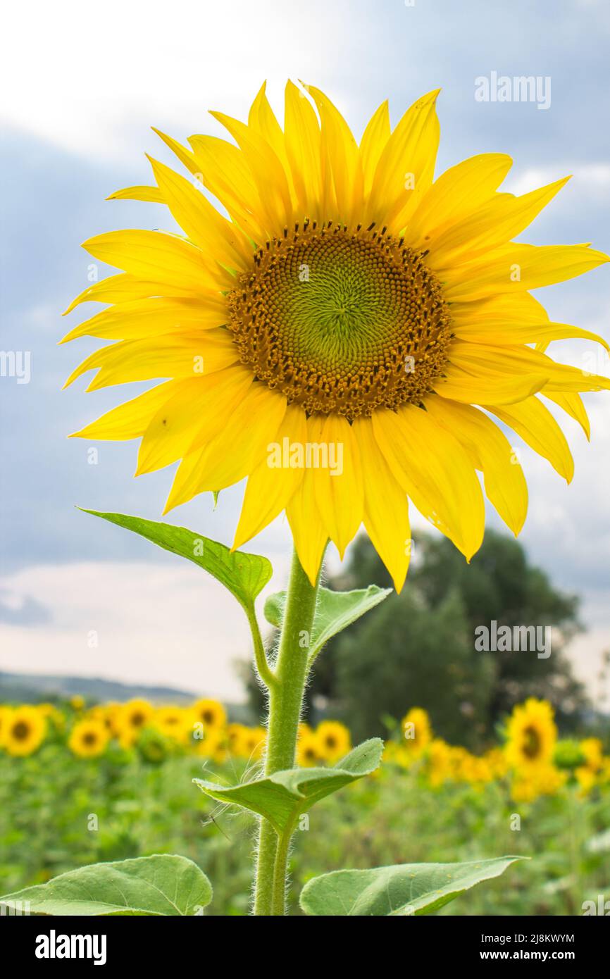 Multi head sunflower hi-res stock photography and images - Alamy