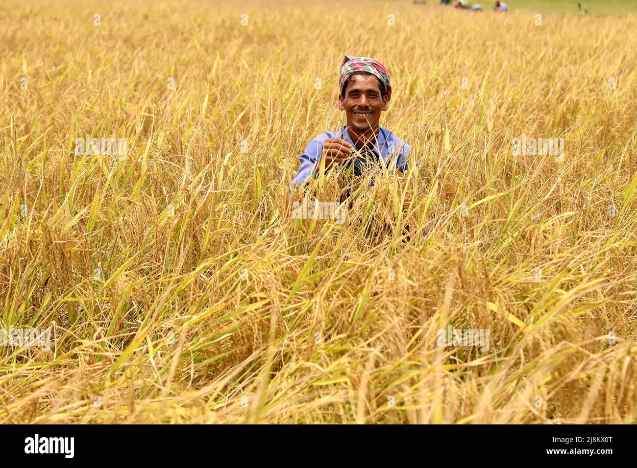 Workers harvest rice at a paddy field in Chandpur on May 16, 2022 ...