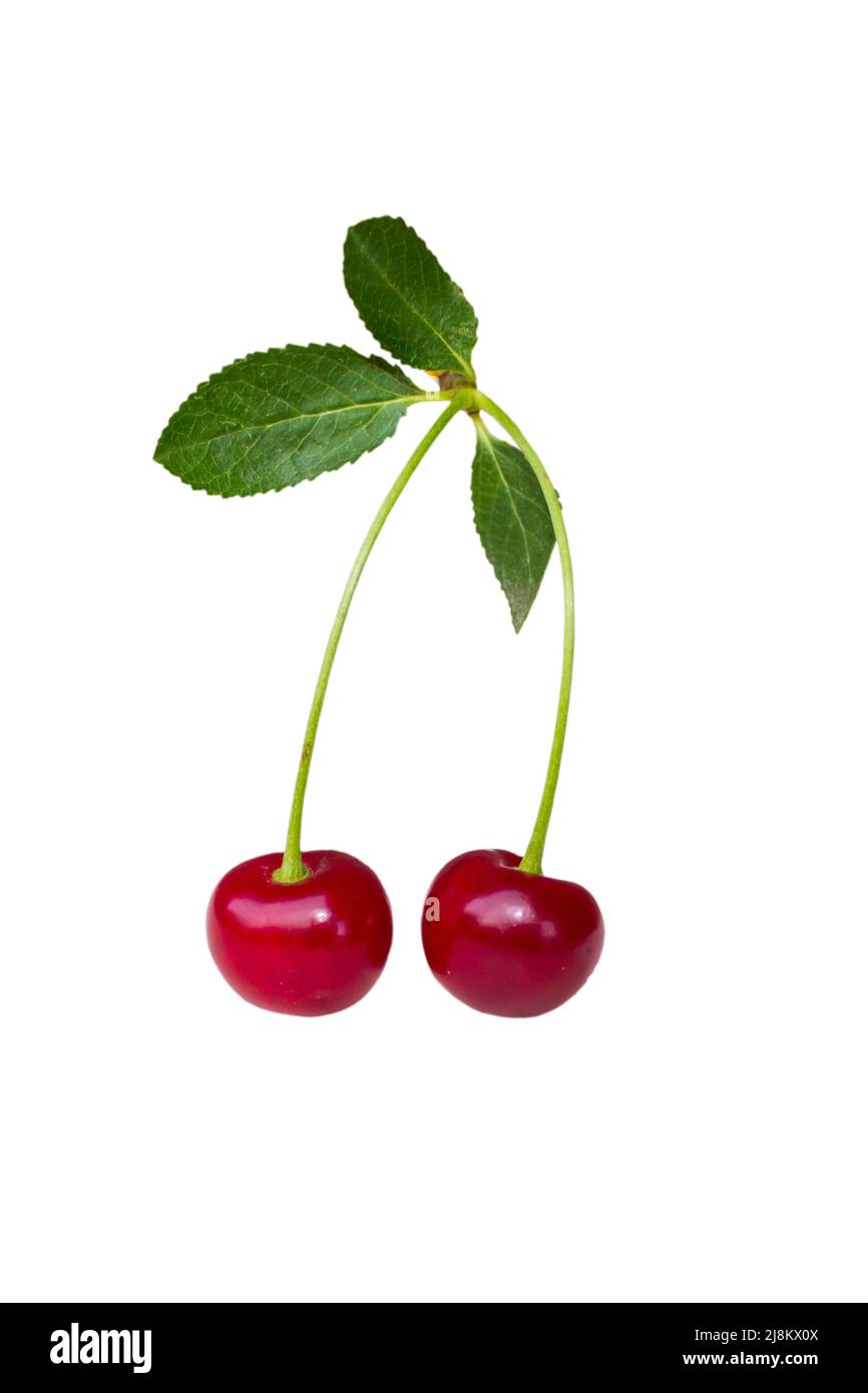two cherries on white Stock Photo - Alamy