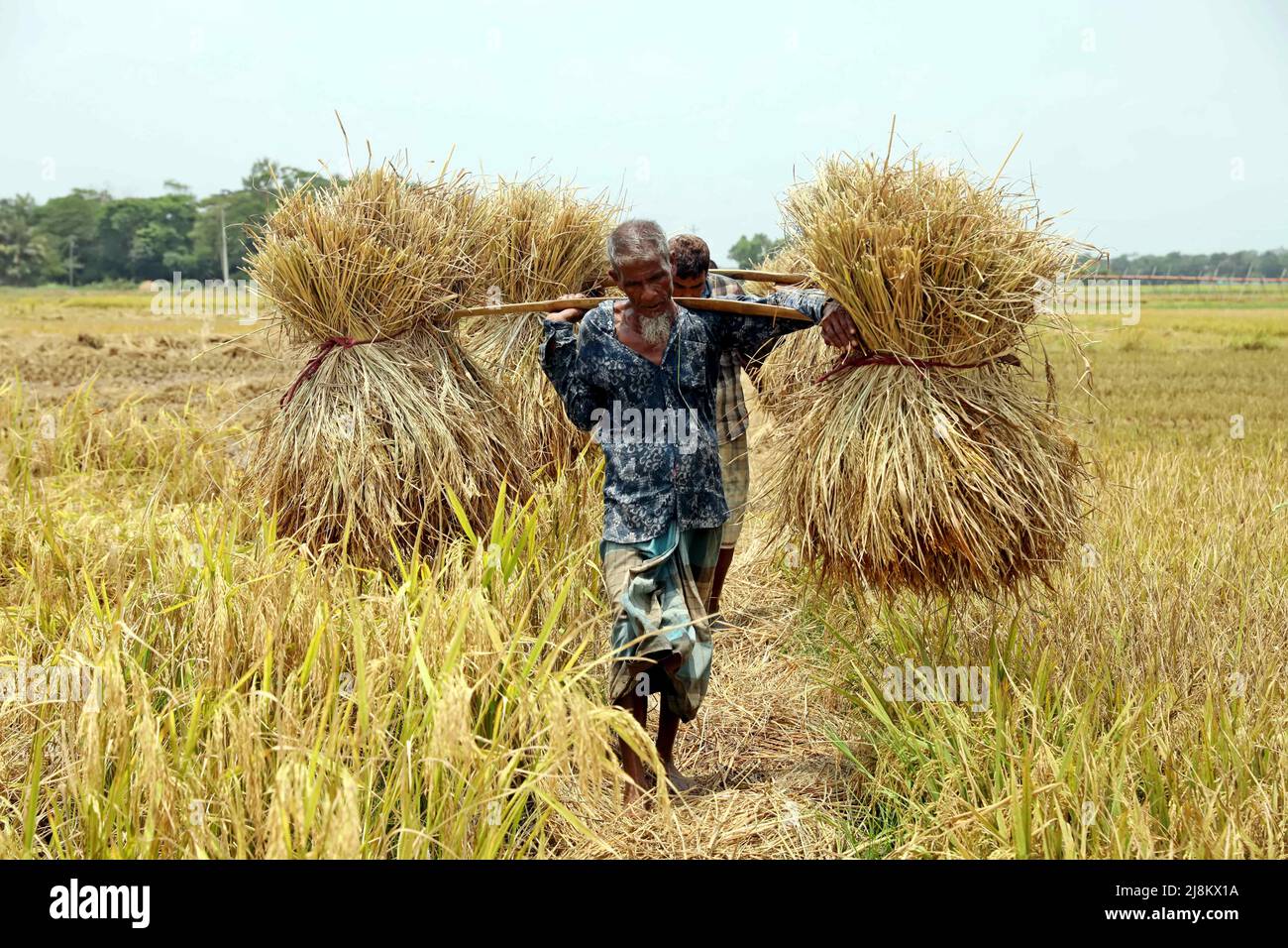 Workers harvest rice at a paddy field in Chandpur on May 16, 2022 ...