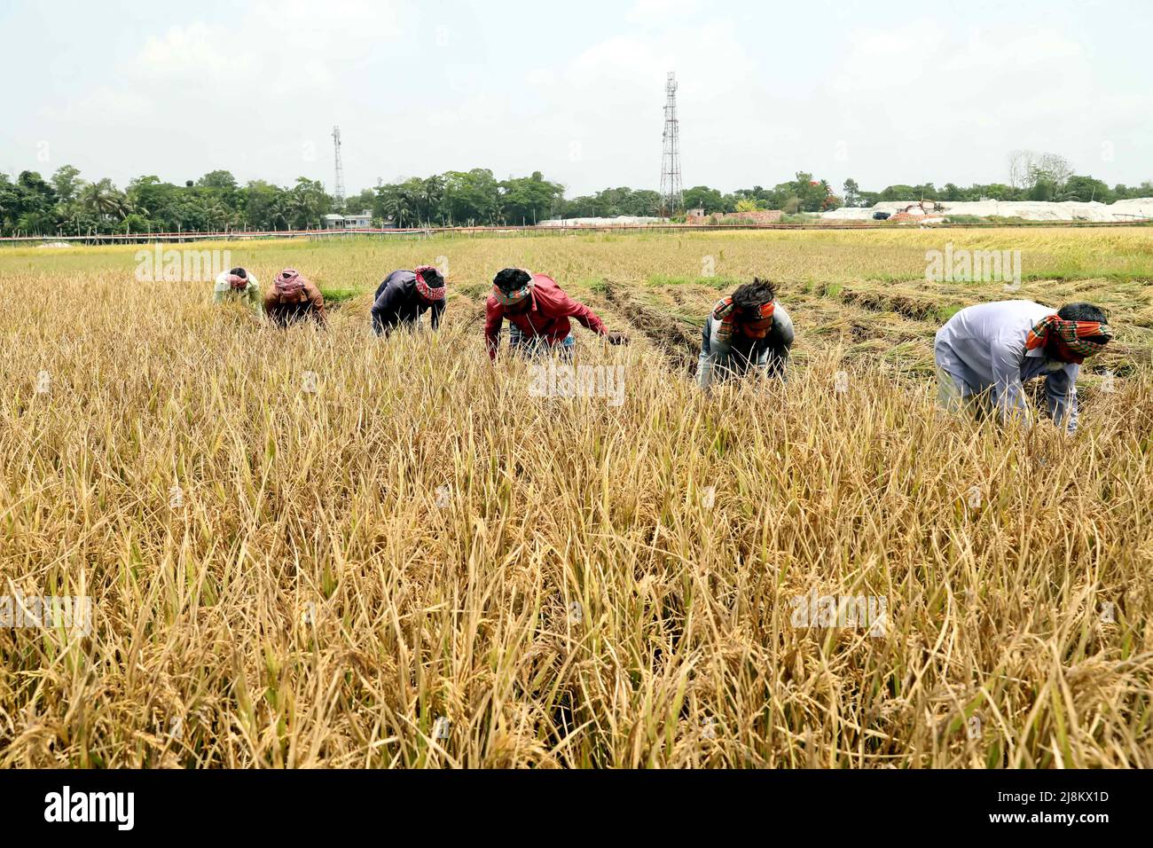 Workers harvest rice at a paddy field in Chandpur on May 16, 2022 ...