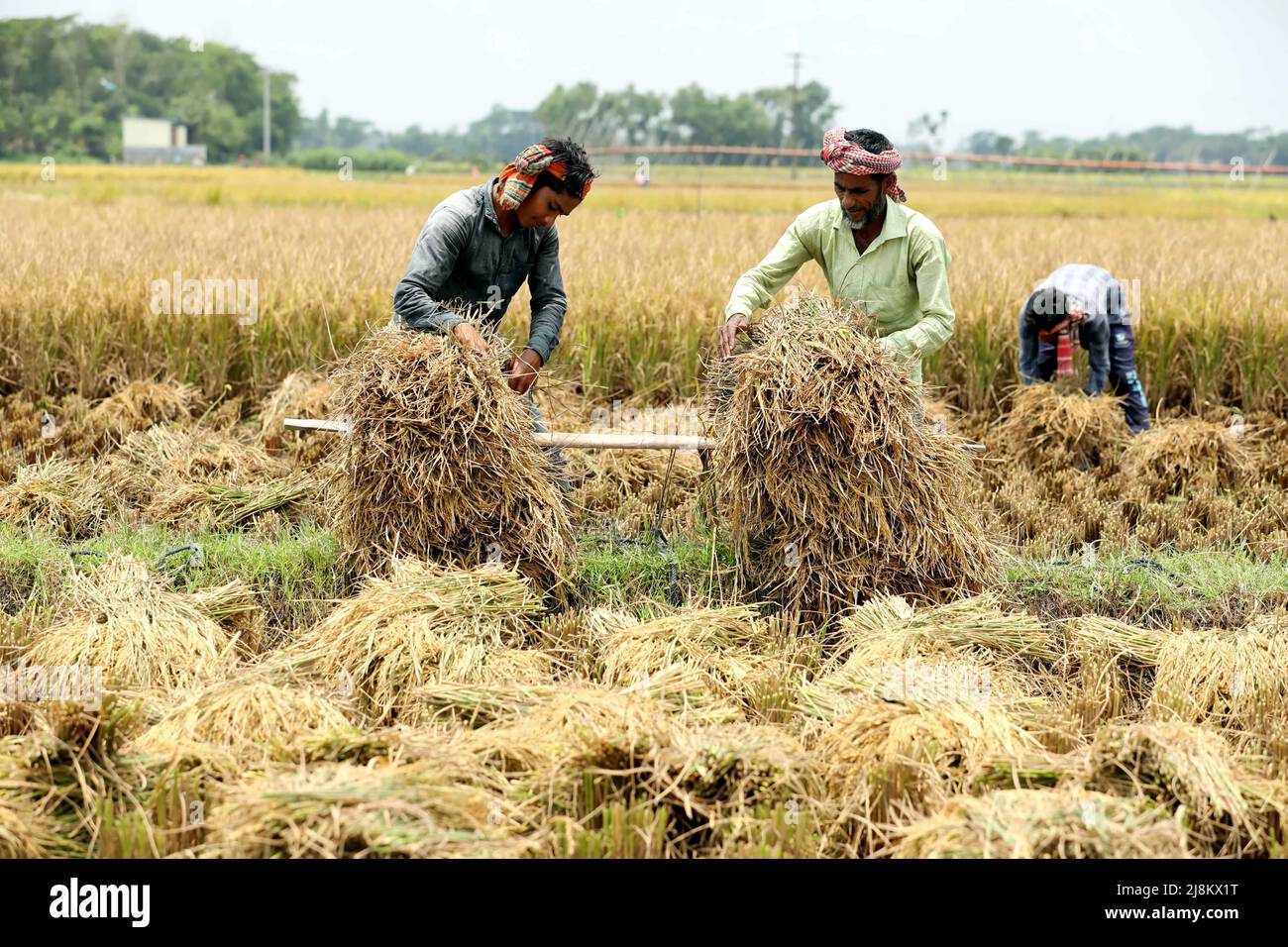Workers harvest rice at a paddy field in Chandpur on May 16, 2022 ...