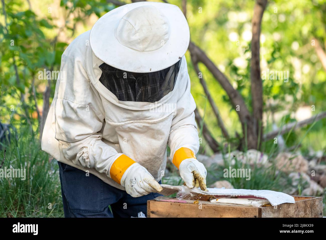 Back view of beekeeper taking care of bees with selective focus Stock ...