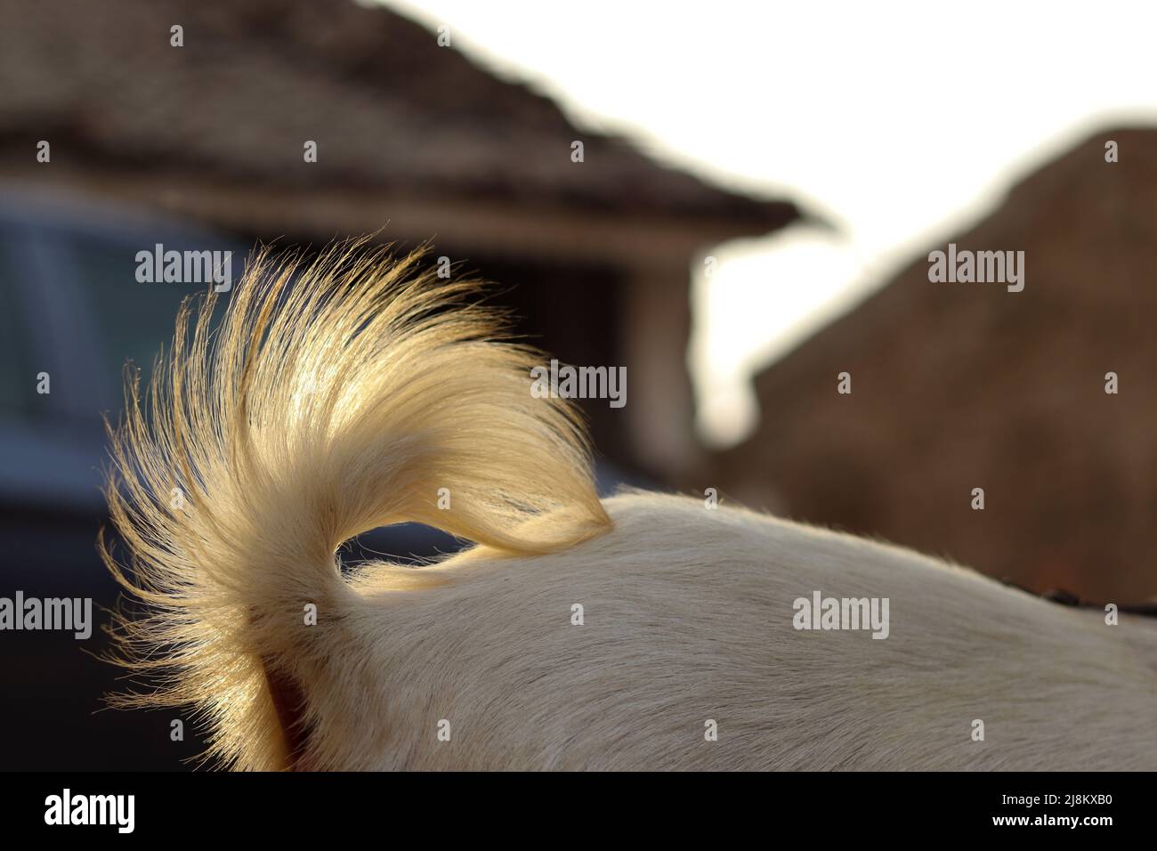 Close up Shot of hairy tail of white Goat. Body part of white Goat ...
