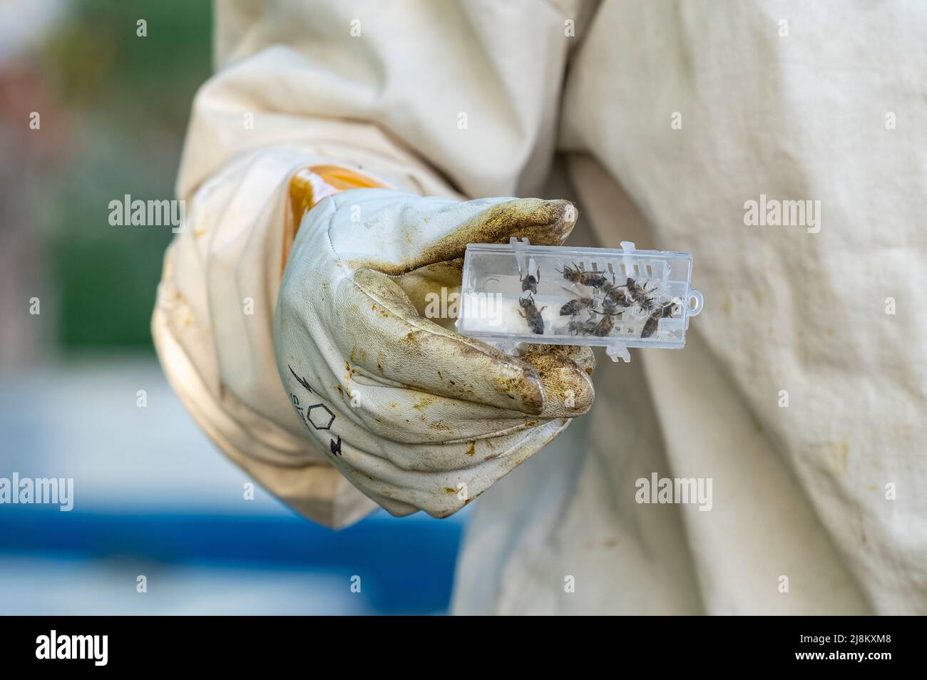 Selective focus shot of queen bee and her assistants standing in ...